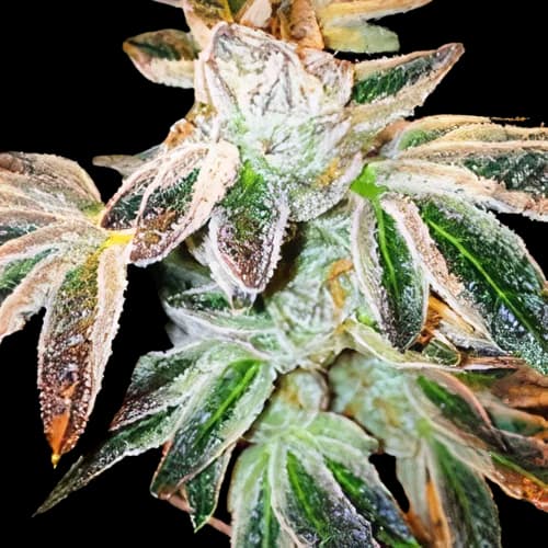 Autoflower Cannabis Seeds USA, | Royal King Seeds USA
