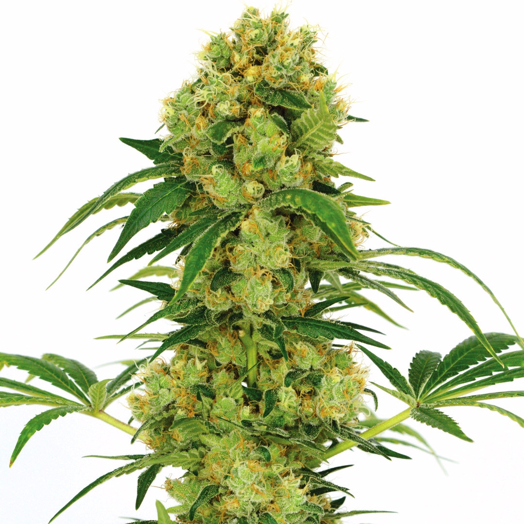 Afghan Big Bud Strain Review: Effects, Flavor, Genetics & Grow Info