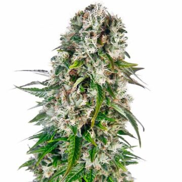 5 Alive Cannabis Seeds – Royal King Seeds