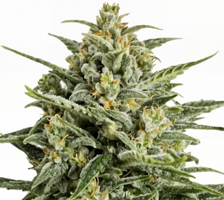 Afghan Big Bud Cannabis Seeds – Royal King Seeds