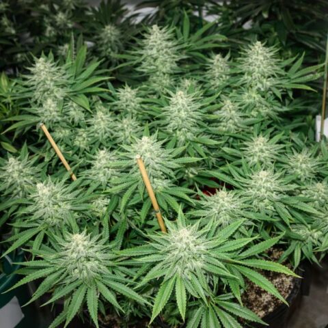 Afgoo Cannabis Seeds – Resin-Forward Indica-Style Genetics For Home Grows