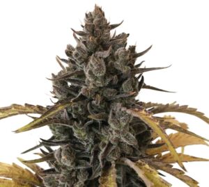 Chocolate Chunk Cannabis Seeds – Royal King Seeds