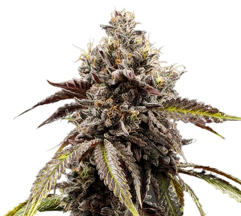 Chocolate Thai Cannabis Seeds – Royal King Seeds