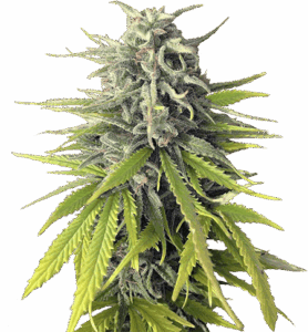 Durban Poison Cannabis Seeds – Royal King Seeds